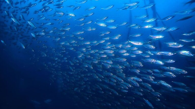 Qual è il pesce più piccolo del mondo? - Nieddittas